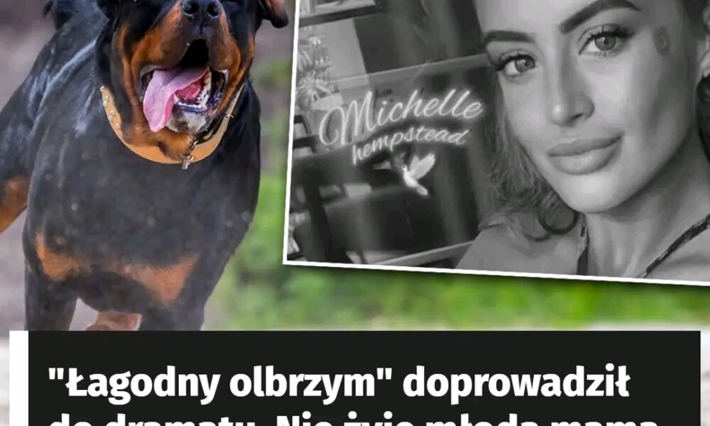 Walka o nuggetsy z McDonald's zakończona tragedią. Śledztwo ujawnia ...